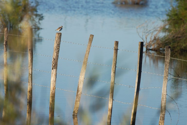 Beach at Alexandre Génin