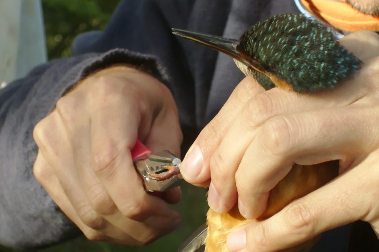 Site Archives at Alexandre Génin